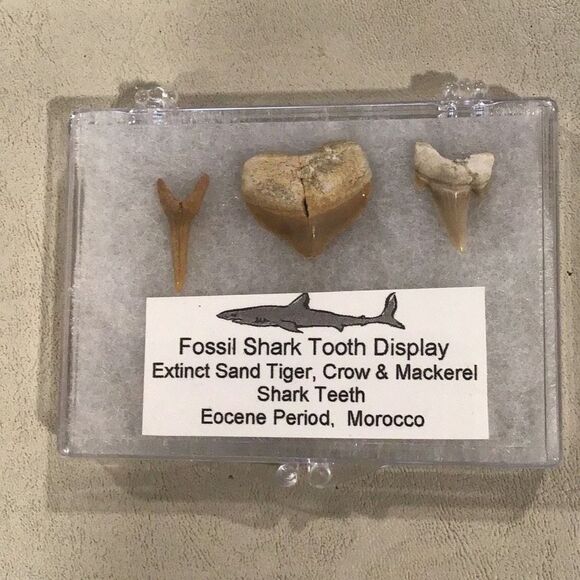 No Brand | Art | Fossil Shark Tooth Displayincluding Display Case ...